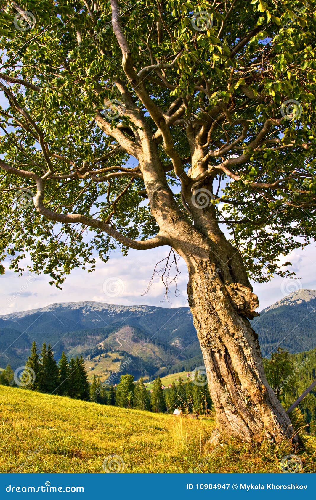 Countryside Landscape with Ok Tree Stock Image - Image of farmland ...