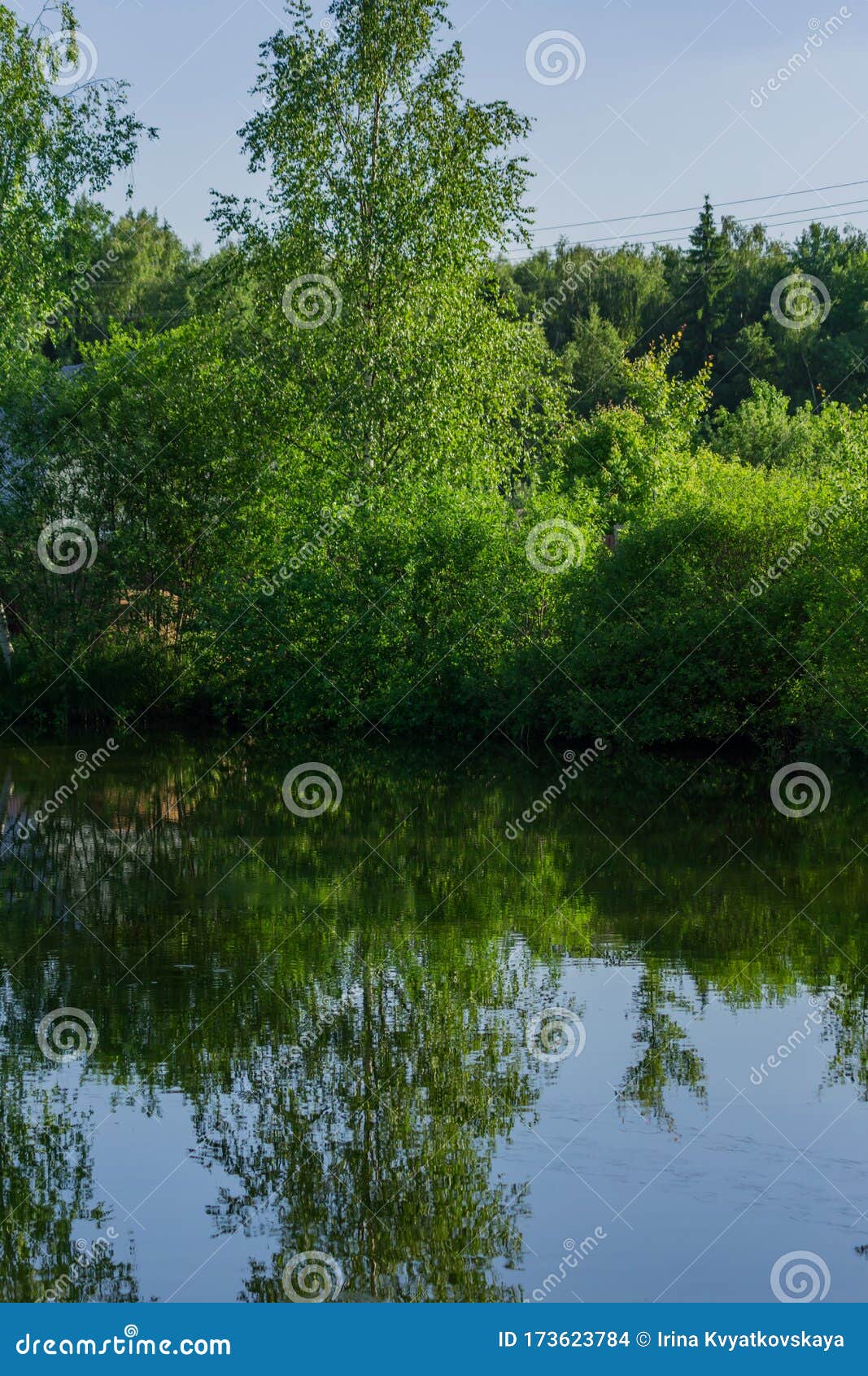 Countryside Landscape. Pond in the Forest Stock Photo - Image of plant ...