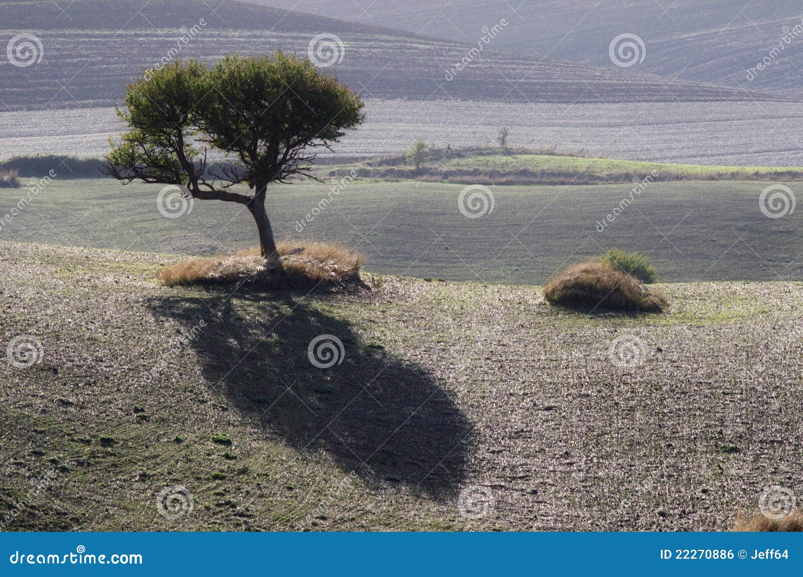 Countryside Landscape with a Solitary Tree Stock Photo - Image of ...