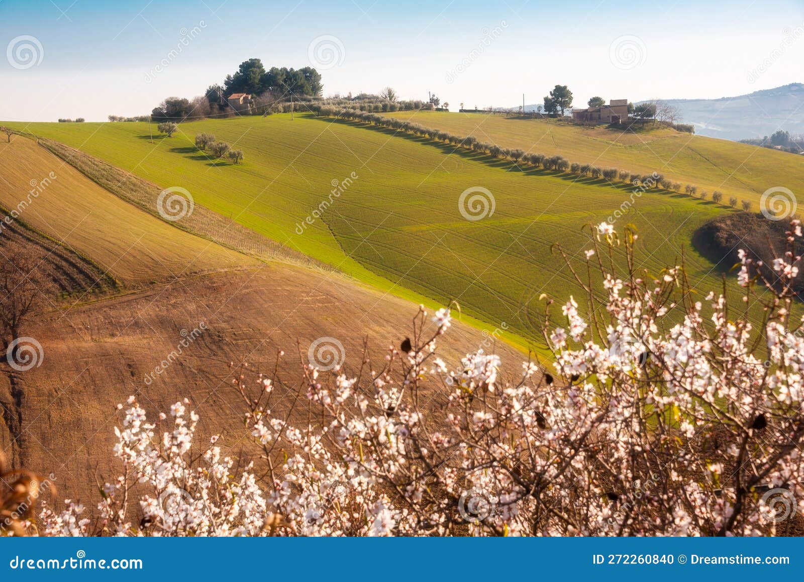 Countryside Landscape in Spring with a Blossom Tree, Agricultural ...