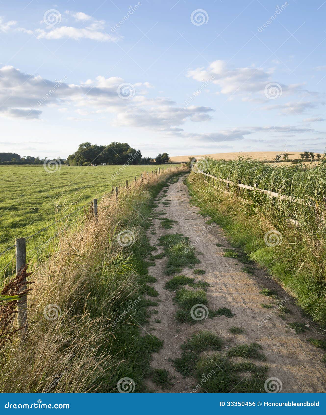 Countryside Landscape of Track Leading through Fields on Summer Stock ...
