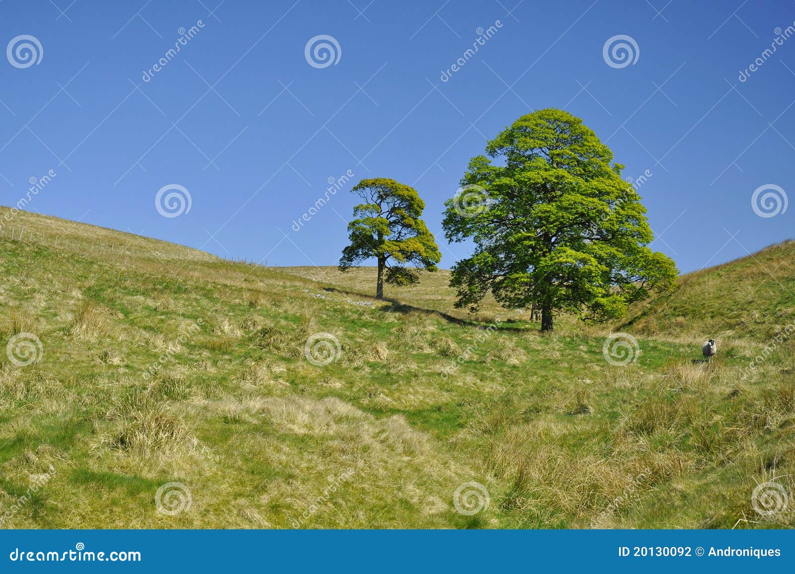 Countryside Landscape: Trees Under Clear Blue Sky Stock Photo - Image ...