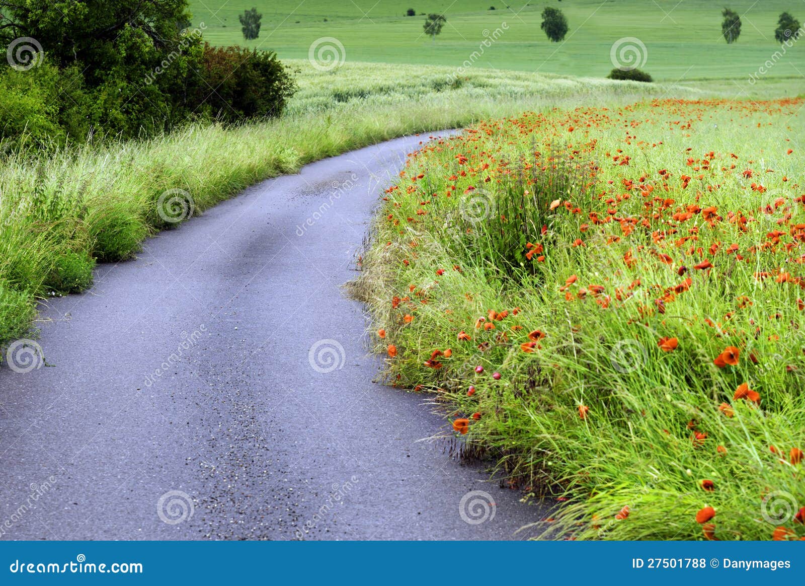 Countryside lane stock photo. Image of landscape, flower - 27501788