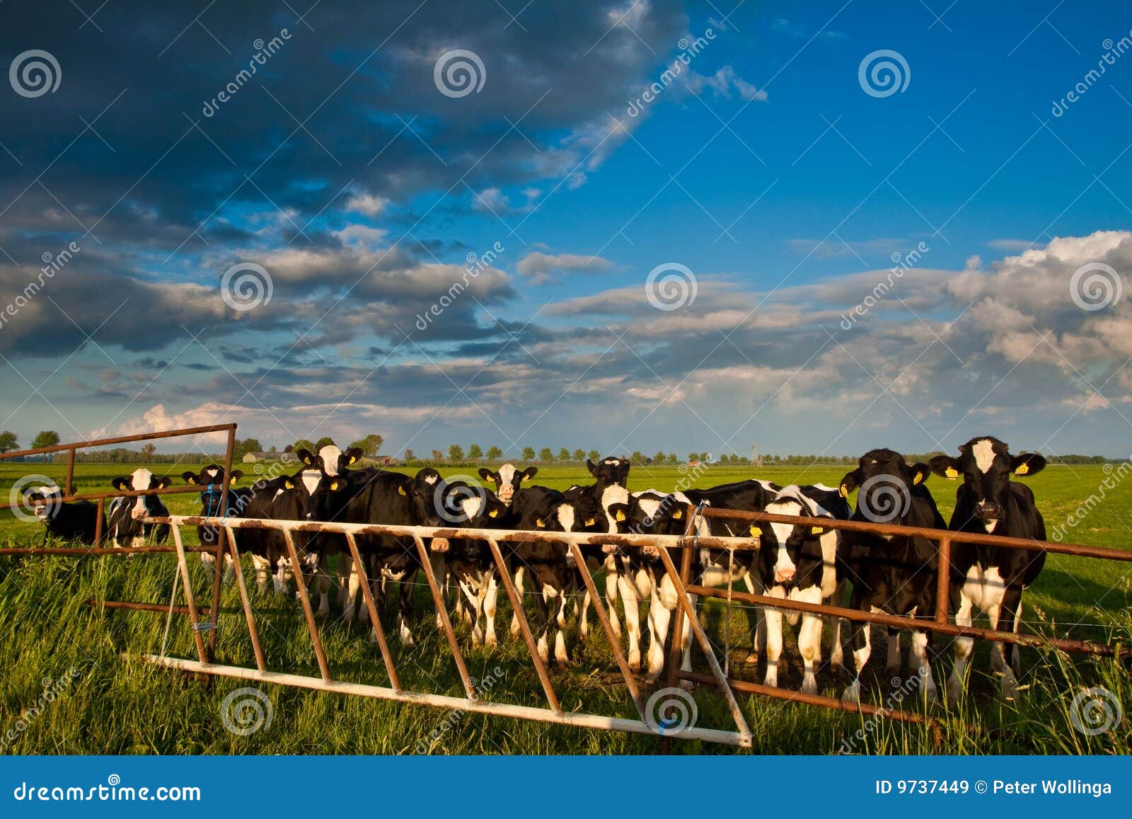 Countryside with Meadow and Cows Stock Image - Image of green, cows ...