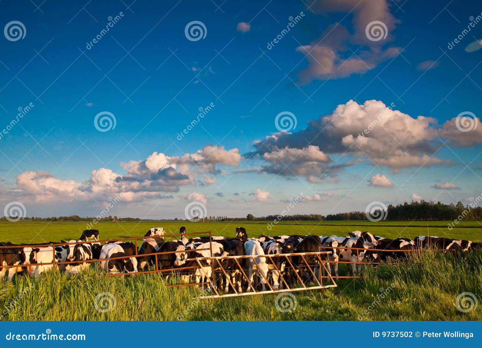 Countryside with Meadow and Cows Stock Photo - Image of evening, cloud ...