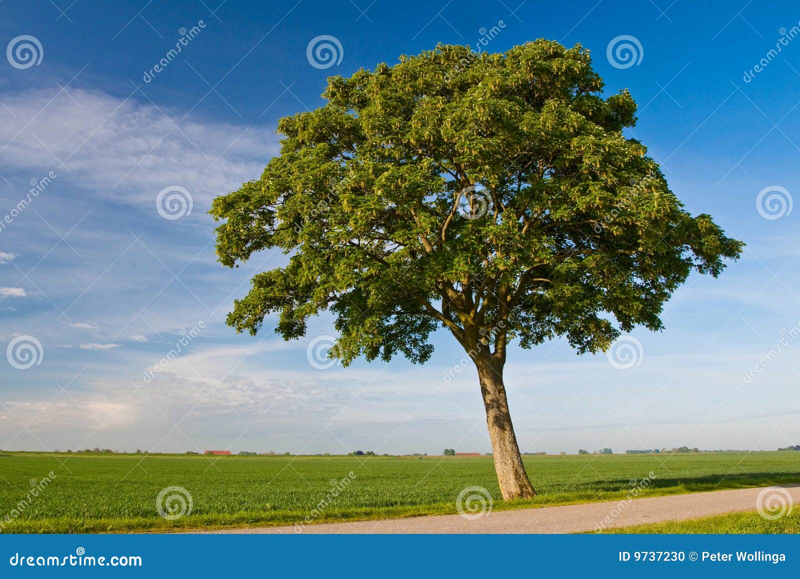 Countryside Meadow and Tree Stock Photo - Image of nature, blue: 9737230