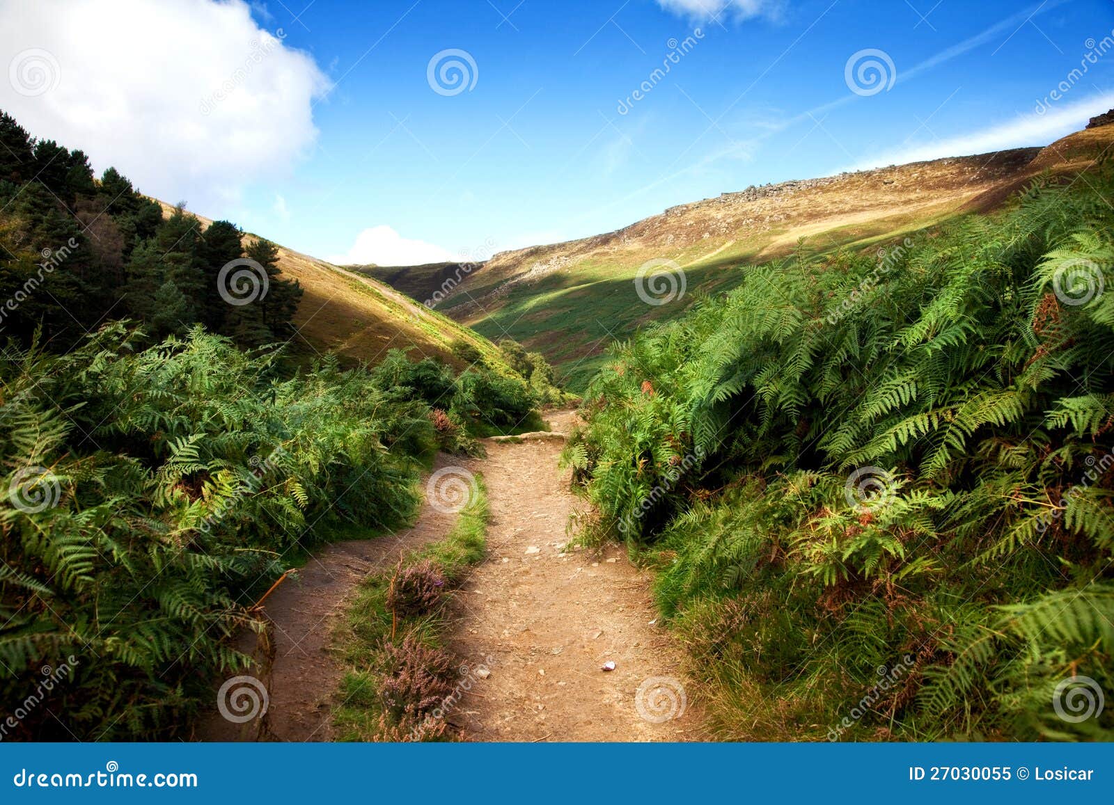 Countryside Path of Bracken Stock Image - Image of sunny, view: 27030055