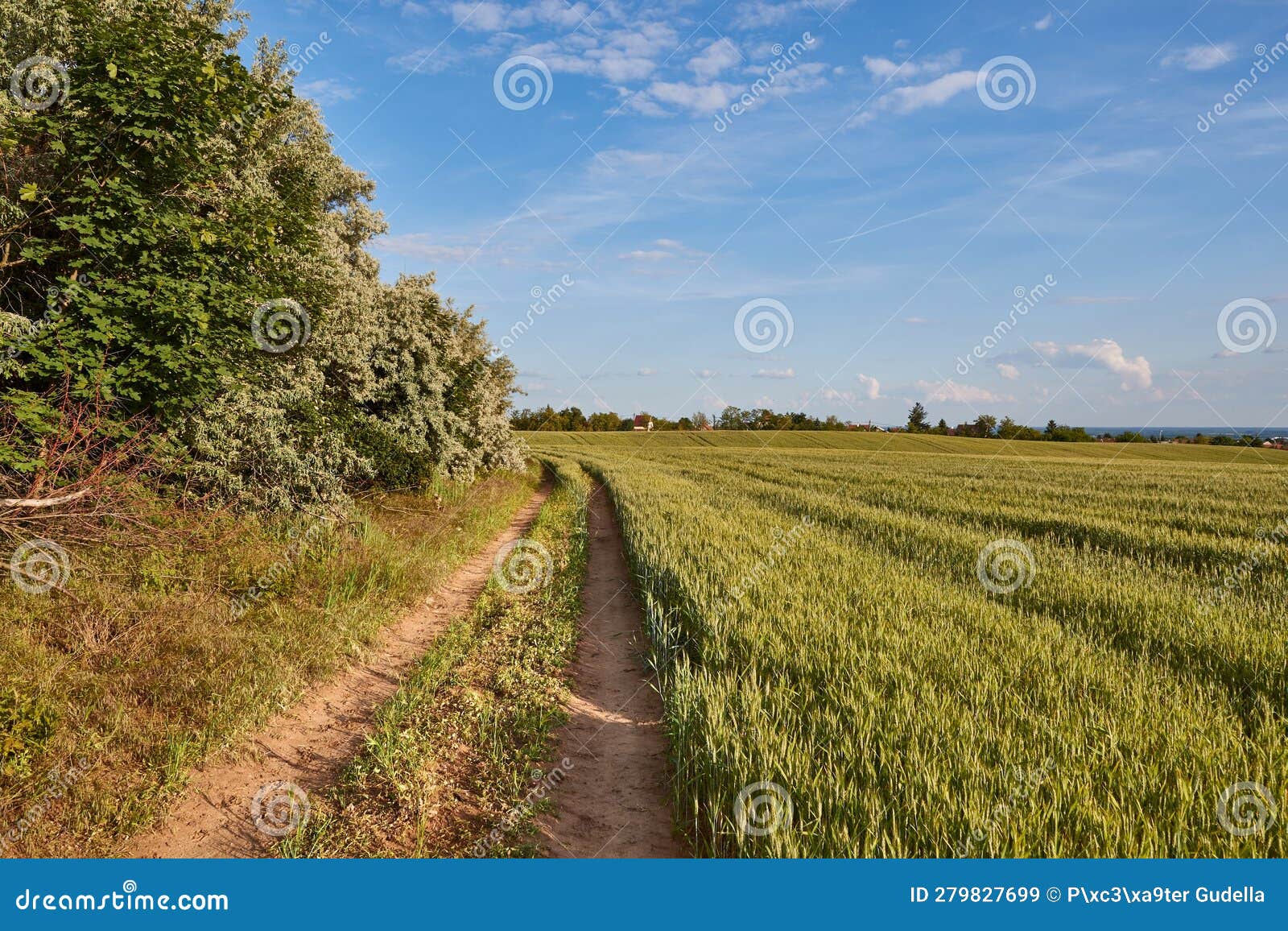 Green Field with Trees stock image. Image of grow, nature - 279827699