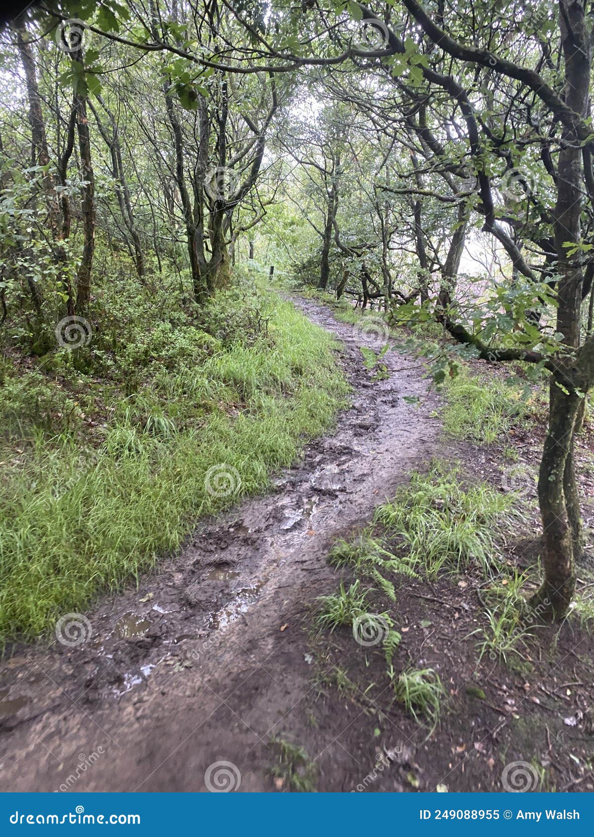 Countryside Pathway Surrounded by Nature Stock Image - Image of ...