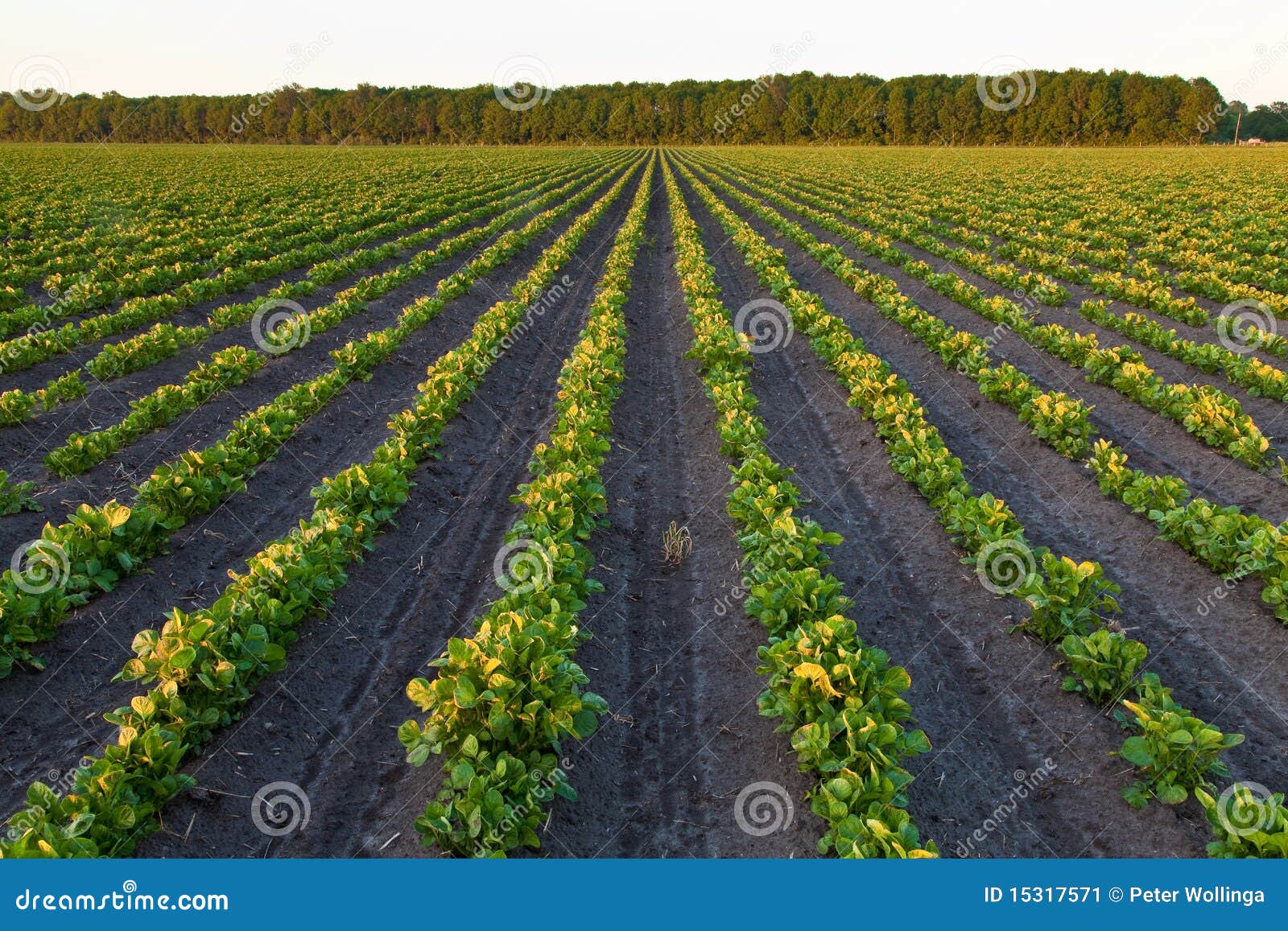 Sunset Sunrise Clouds Sky Potato Stock Photos - Free & Royalty-Free ...