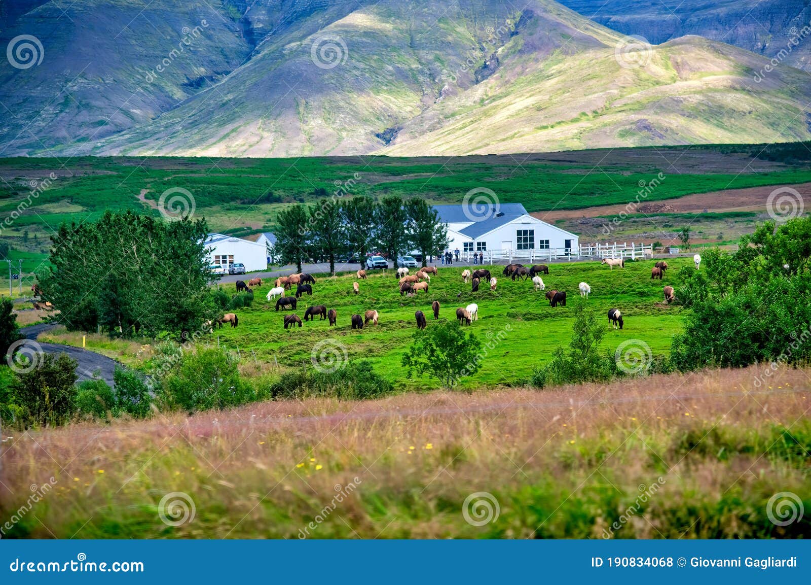 Countryside Ranch in Summer Season, Iceland Stock Photo - Image of ...