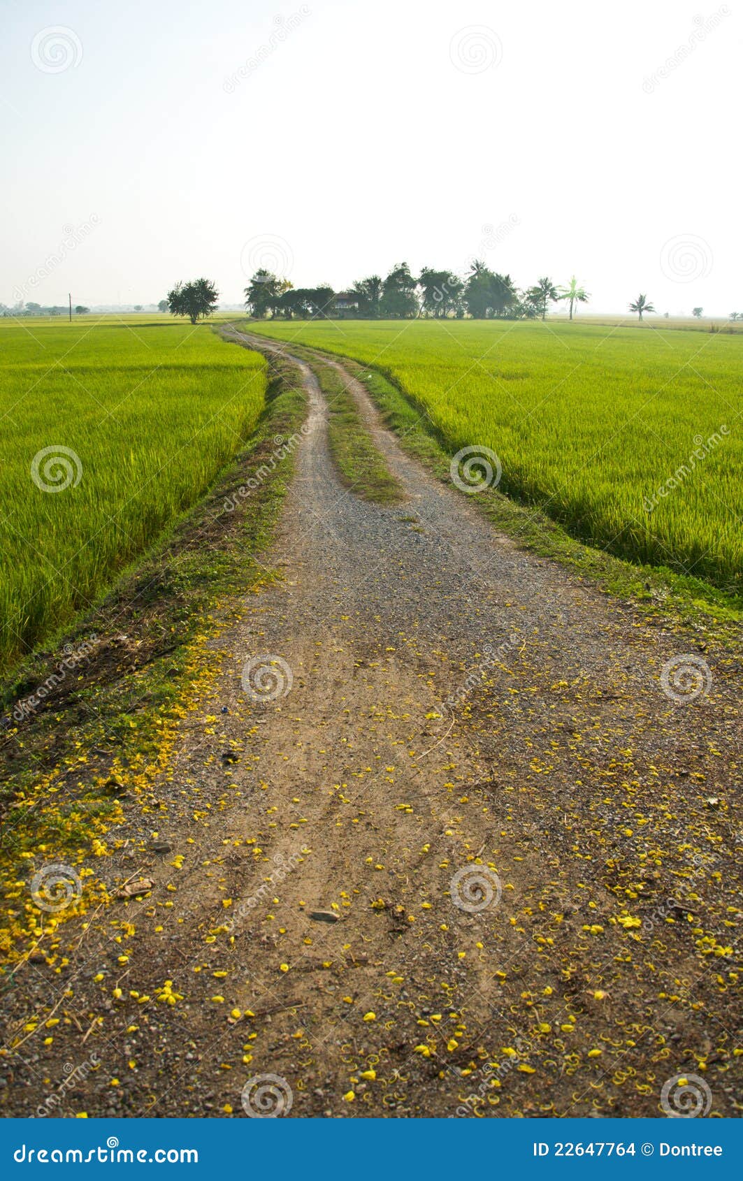 Countryside road stock photo. Image of color, countryside - 22647764