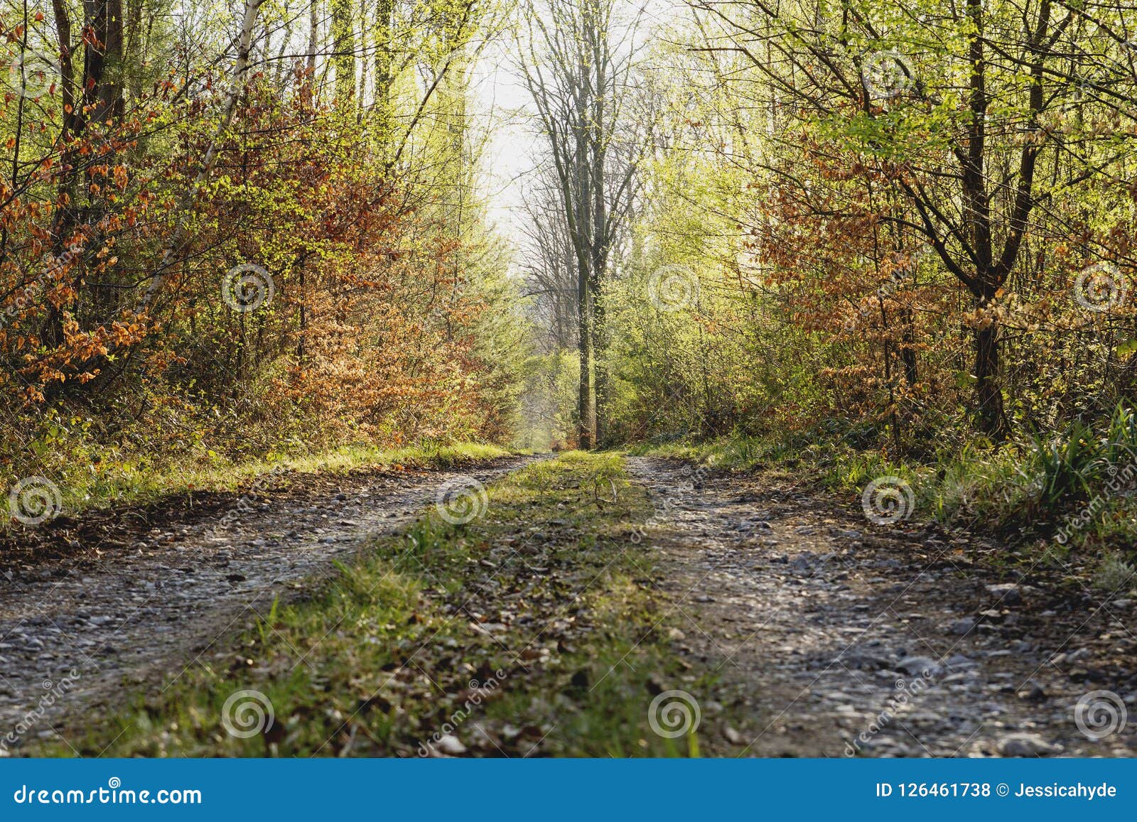 Path in a Springtime Forest Stock Photo - Image of beautiful, pootpath ...