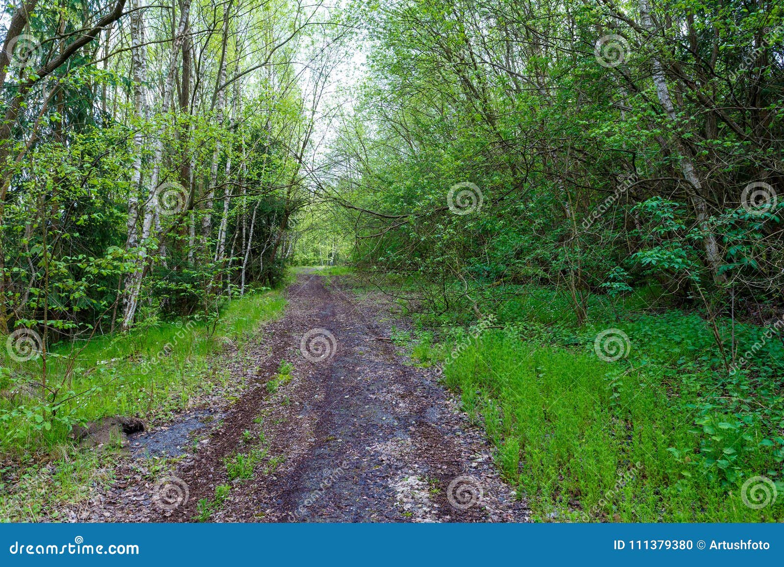 Countryside Rural Forest Path Stock Photo - Image of land, grass: 111379380