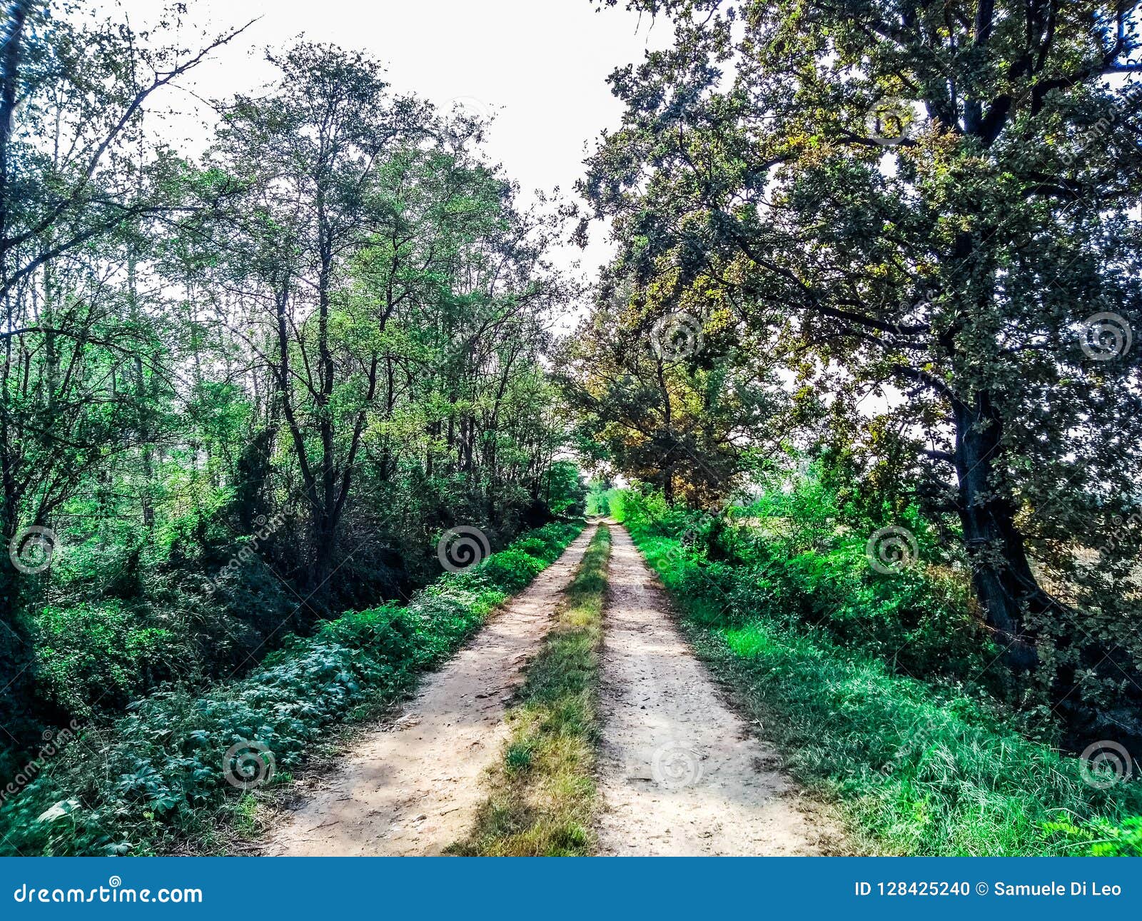 Countryside Rural Forest Path. Scenic View of Trail Receding through ...