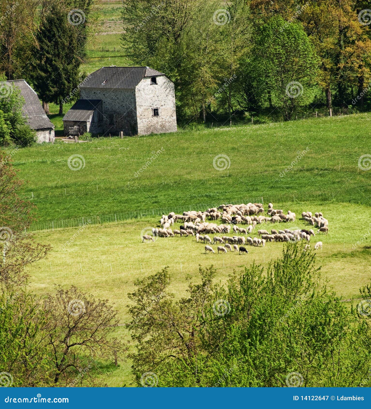 Countryside scene stock image. Image of grass, dairy - 14122647