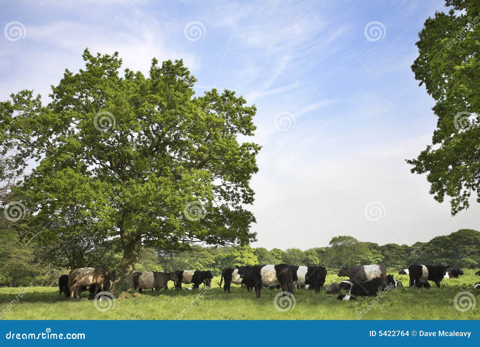 Countryside Scene with Belted Galloway Cattle Stock Photo - Image of ...