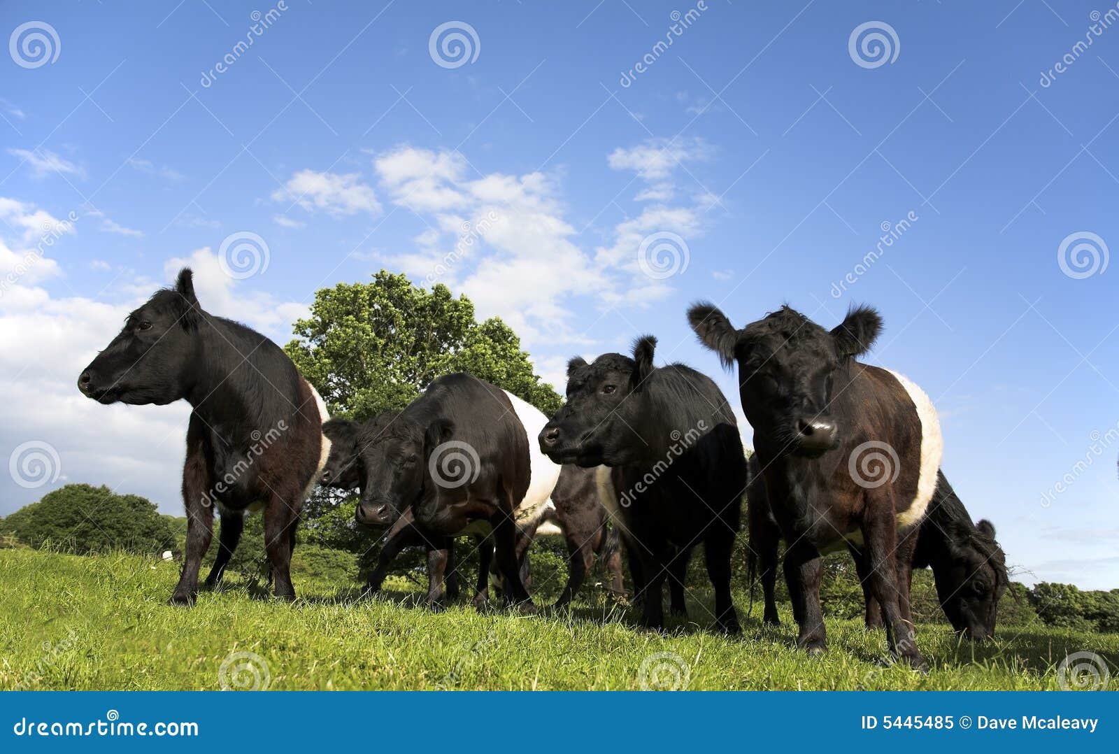 Countryside Scene with Belted Galloway Cattle Stock Image - Image of ...