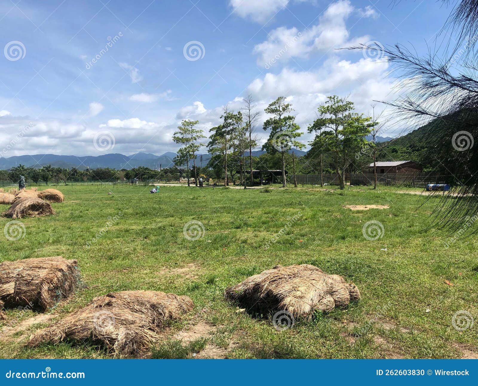 Countryside Scenery with Haystacks and Trees in a Rural Area Stock ...