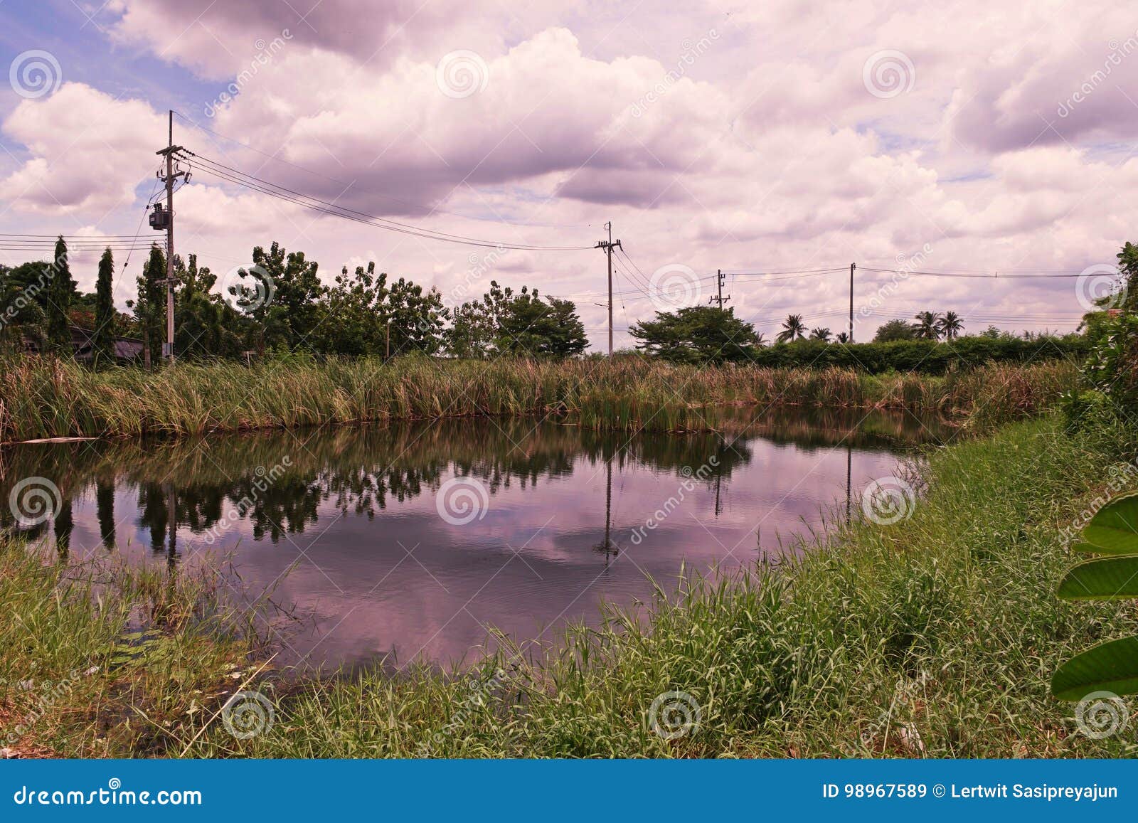 Countryside Scenery, Small Reservoir for Using in a Farm Stock Image ...