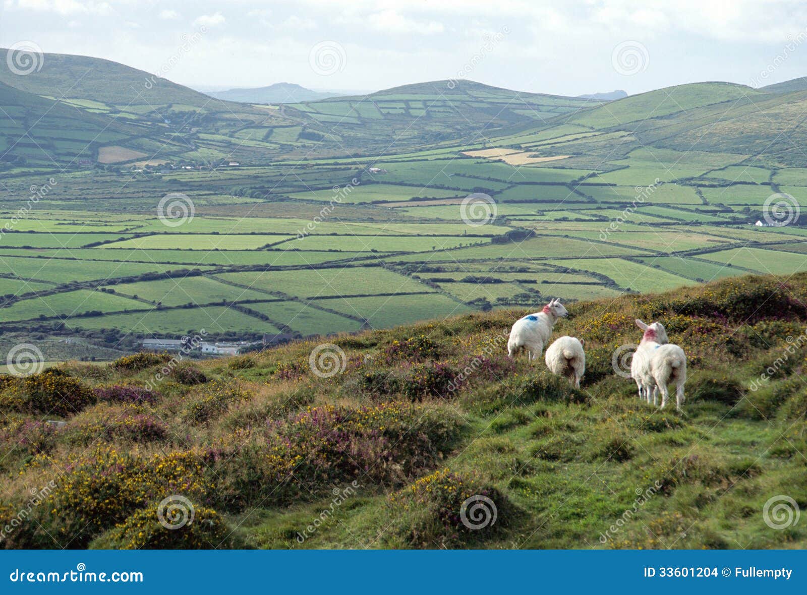 Countryside and Sheeps in Ireland Stock Photo - Image of sheep, view ...