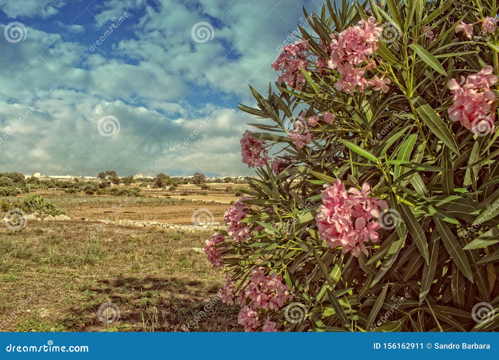 The Countryside in Spring in Malta Stock Image - Image of bloom, bush ...