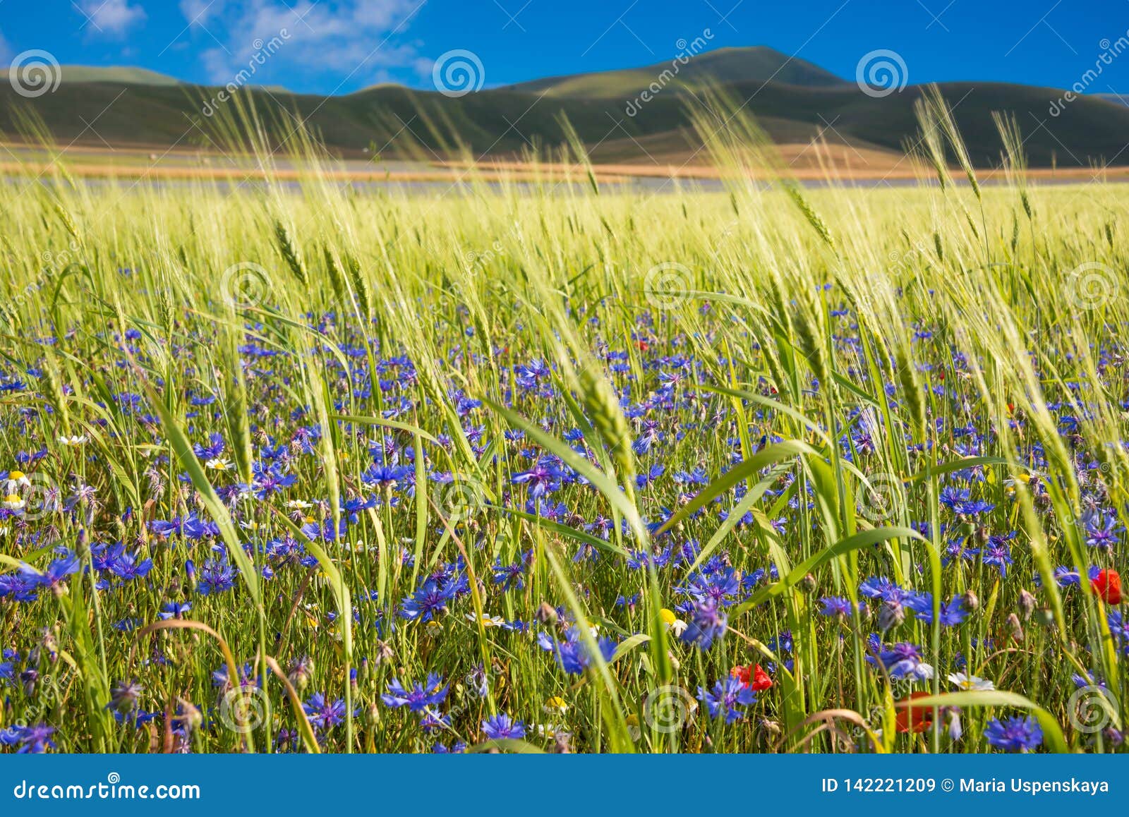 Countryside in Summer with Green Fields Stock Image - Image of fields ...