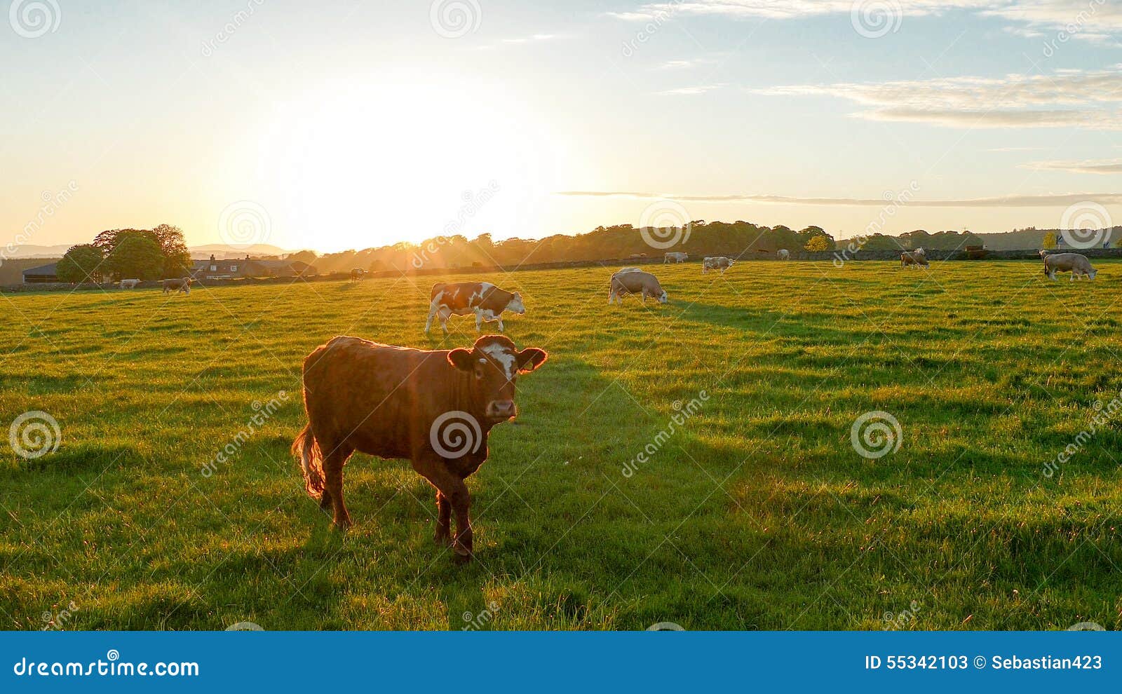 Countryside sunset stock image. Image of farmland, eyes - 55342103