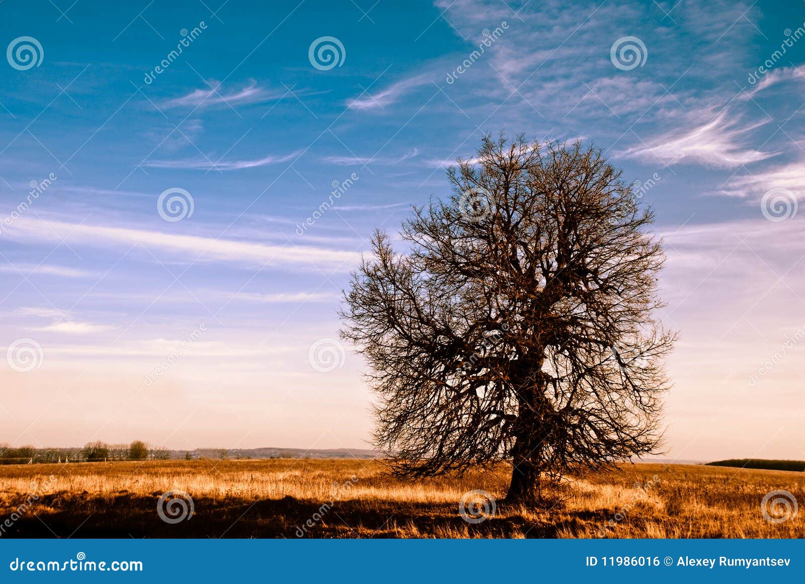 Countryside tree stock photo. Image of dramatic, landscape - 11986016