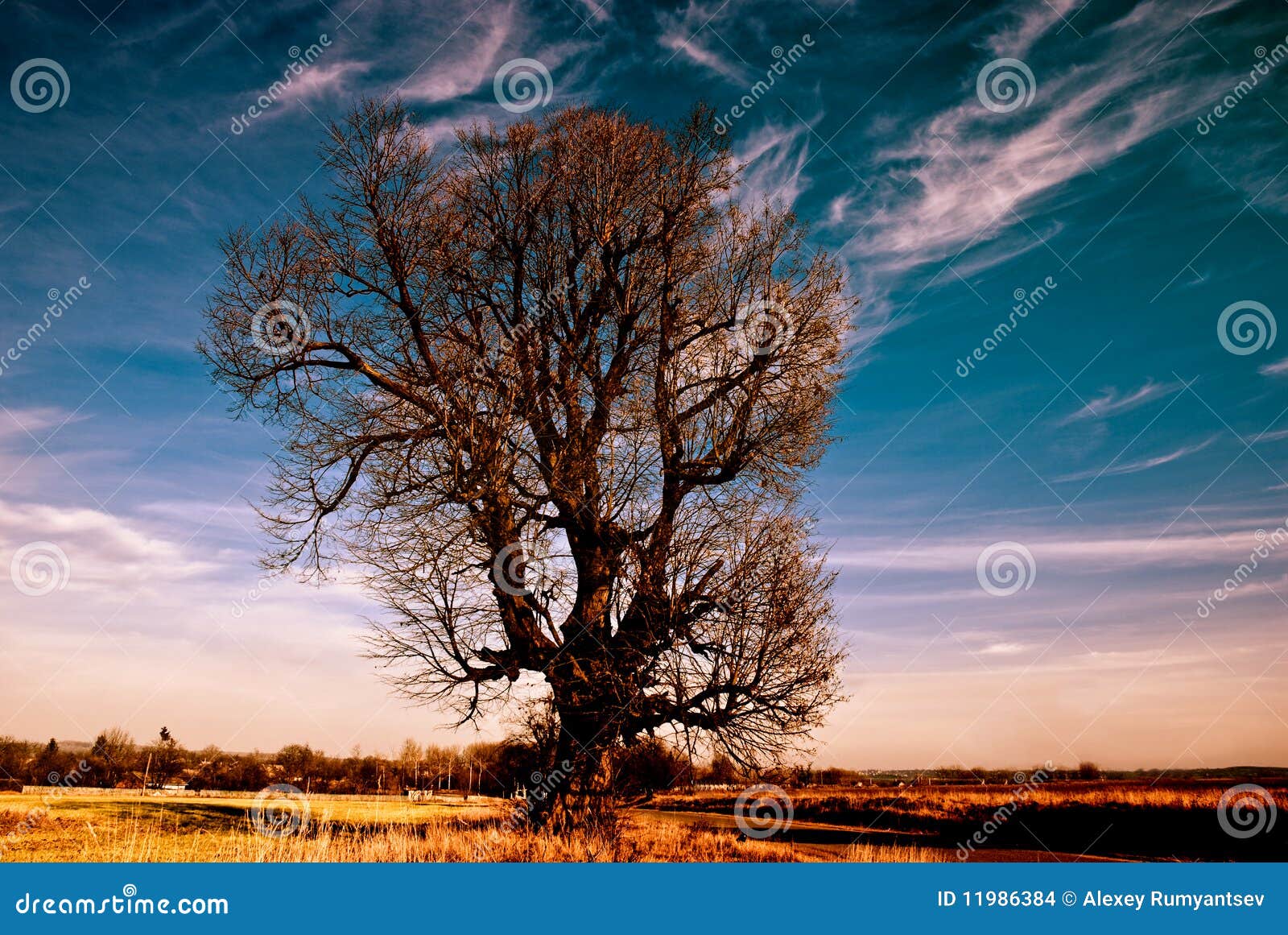 Countryside tree stock photo. Image of grass, landscape - 11986384