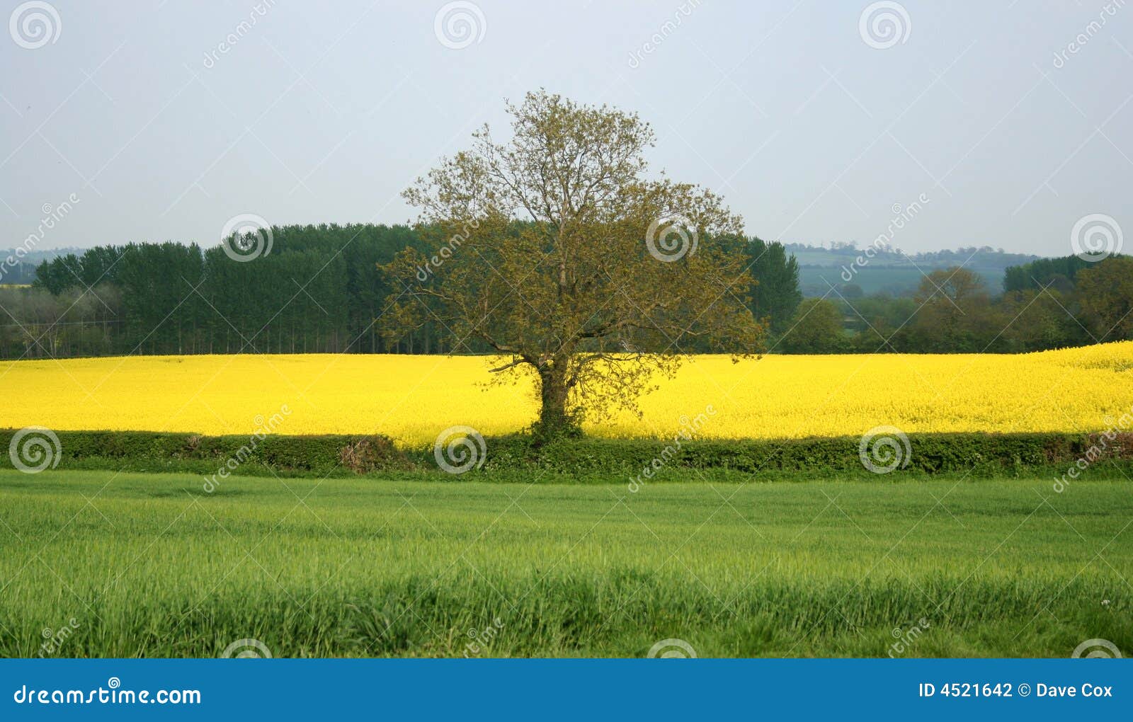 Countryside TREE stock photo. Image of grow, countryside - 4521642