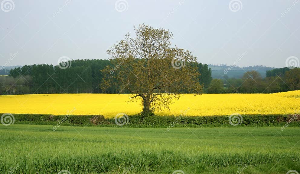 Countryside TREE stock photo. Image of grow, countryside - 4521642