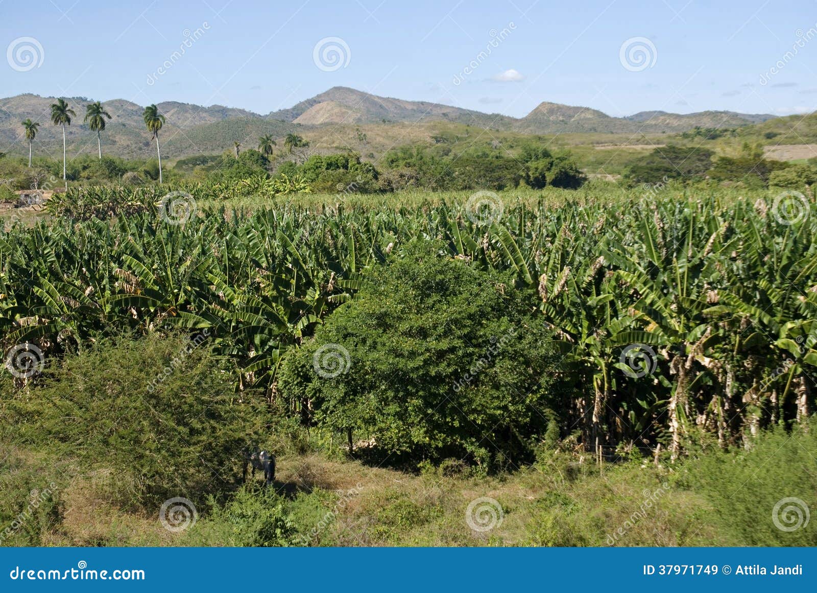 Countryside, Valley of the Ingenios, Cuba Stock Image - Image of ...