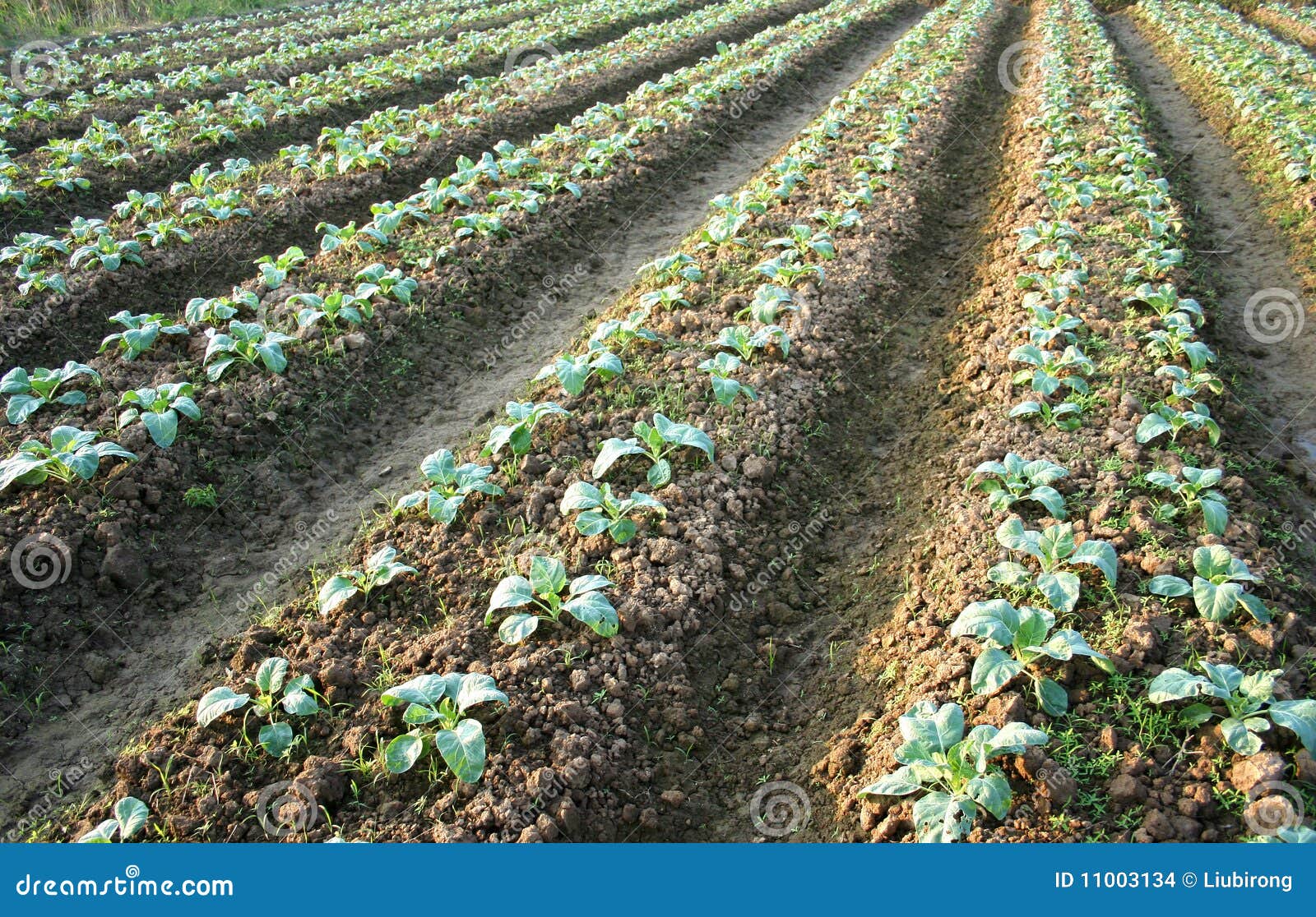 The Countryside Vegetable Field Stock Photo - Image of grow, nutrition ...
