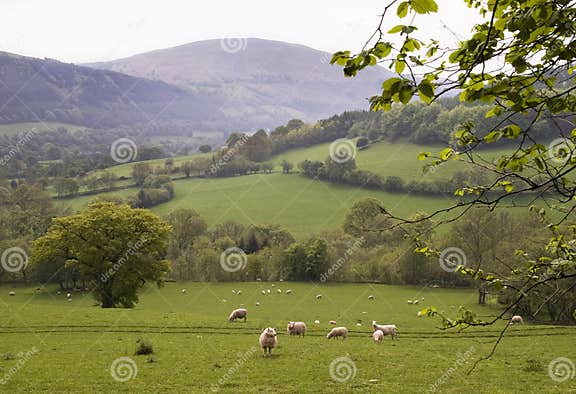 Countryside in Wales stock image. Image of natural, fields - 13389797