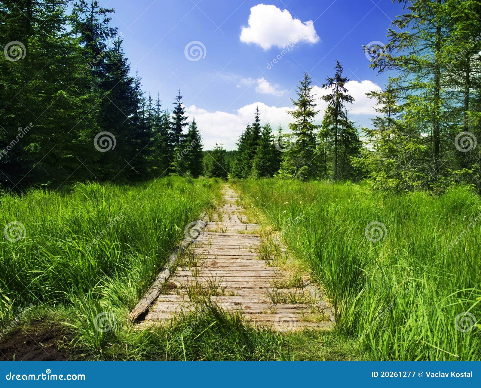 Countryside walk stock image. Image of autumn, forest - 20261277
