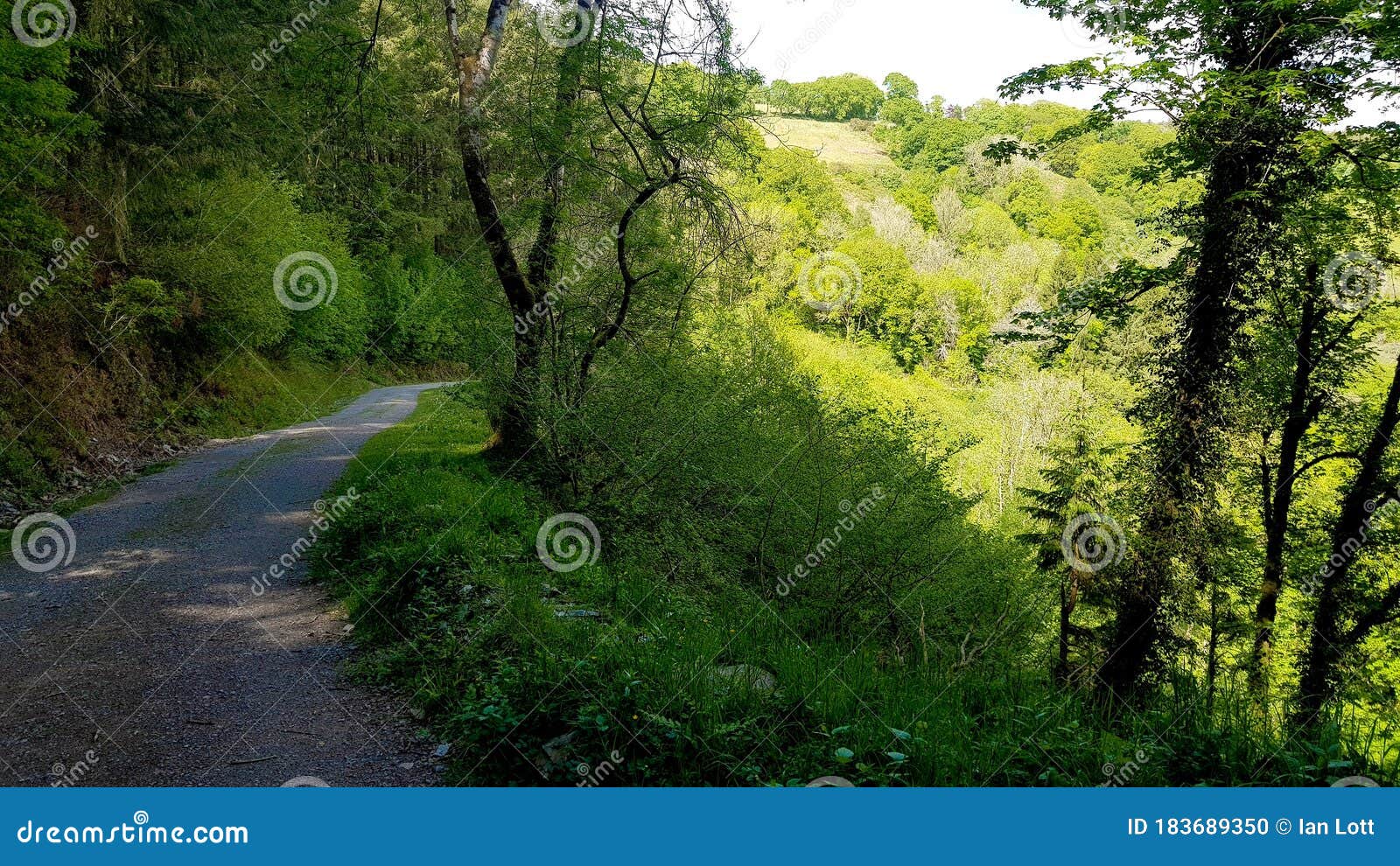 Countryside Walk through a Devon Forest ,Uk Stock Photo - Image of ...