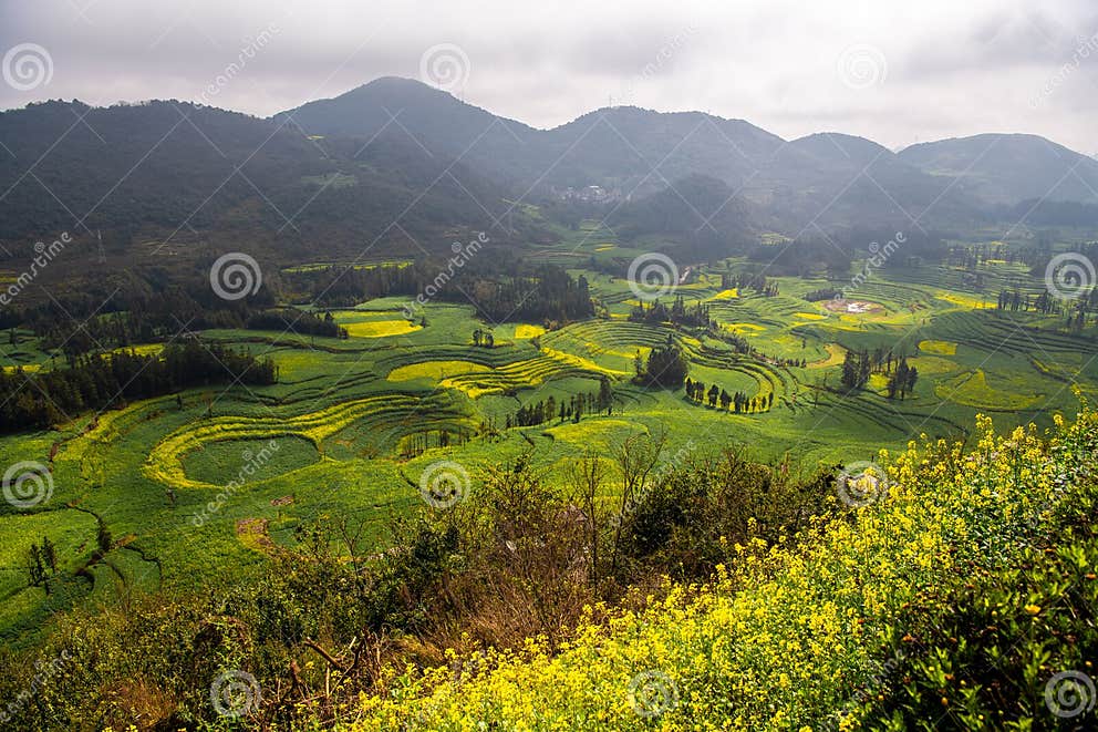 The County of Luoping in Eastern Yunnan is Noted for Its Beautiful ...