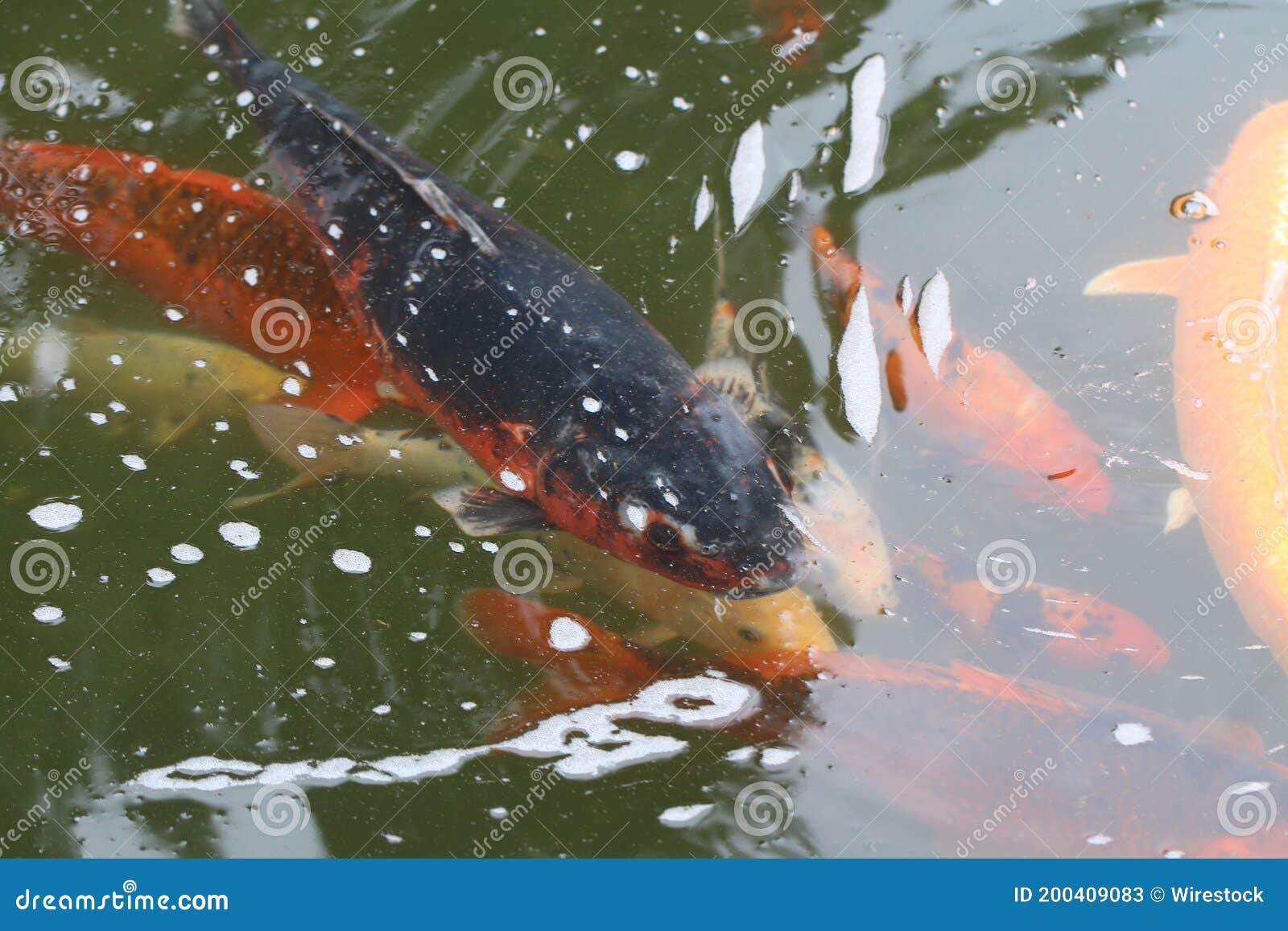Coup Courbe De Gros Plan Du Poisson Dans L'eau Image stock - Image du ...