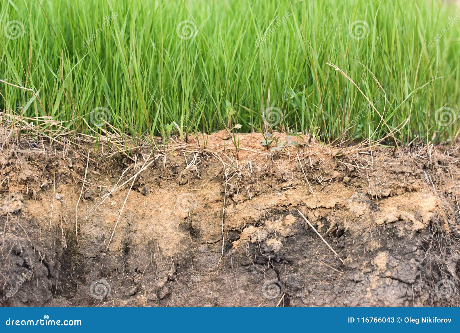 Coupe de sol et d'herbe image stock. Image du vert, fonds - 116766043