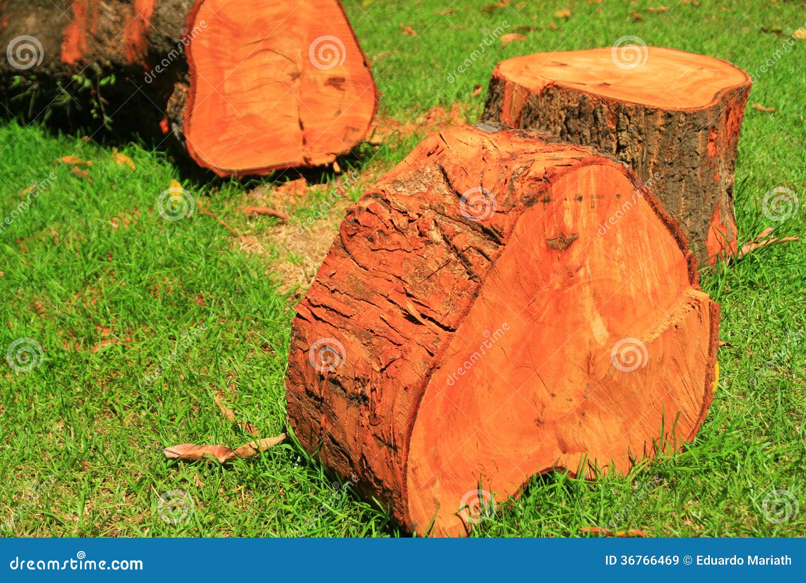 Coupe En Bois Rouge D'arbre Image stock - Image du herbe, forêt: 36766469