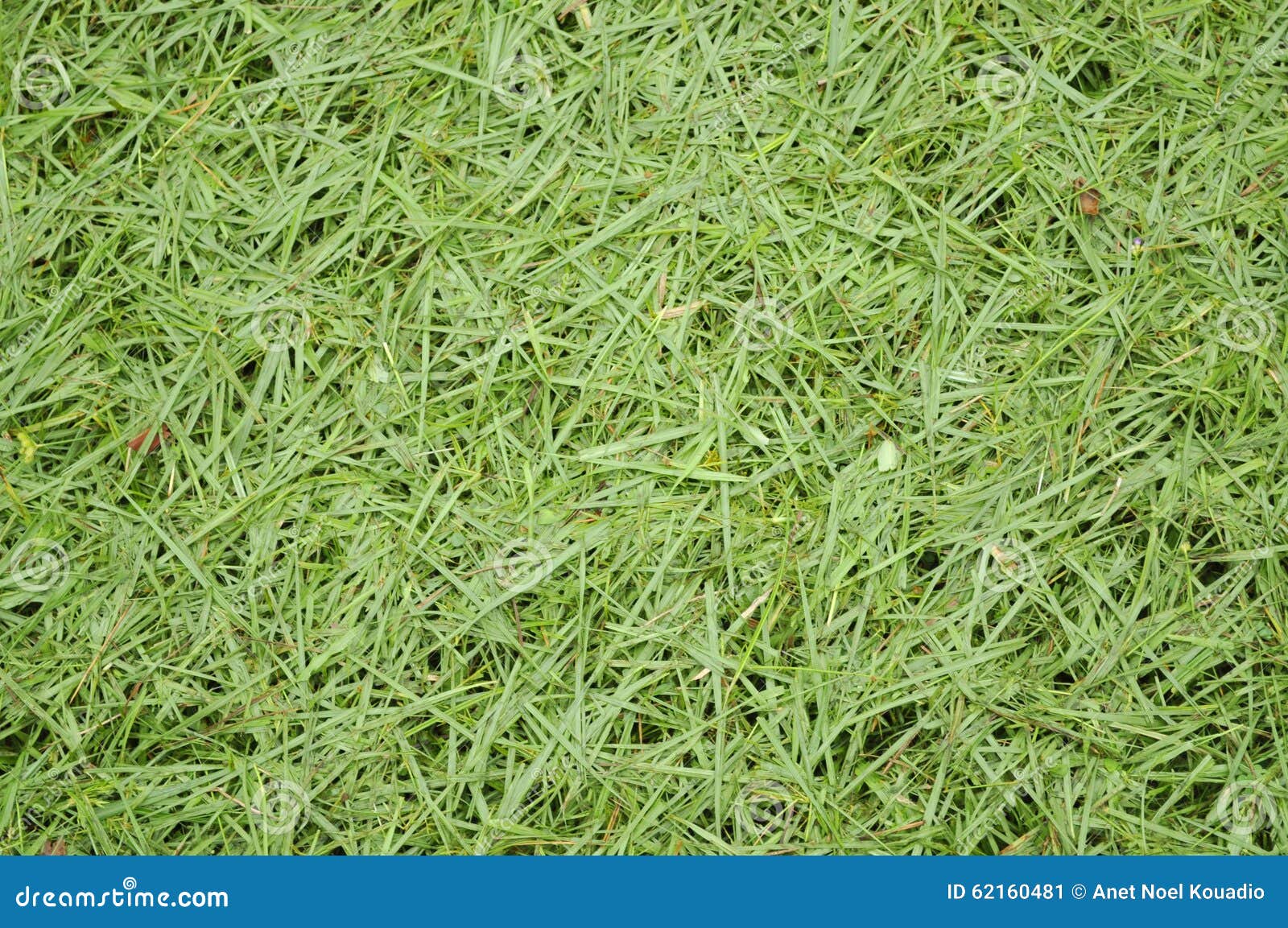 Coupez la texture d'herbe image stock. Image du conception - 62160481