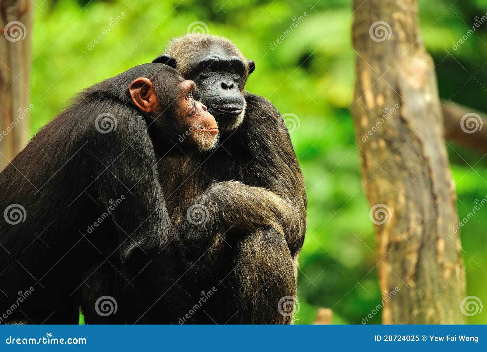 Couple stock image. Image of chimp, chimpanzee, portraiture - 20724025