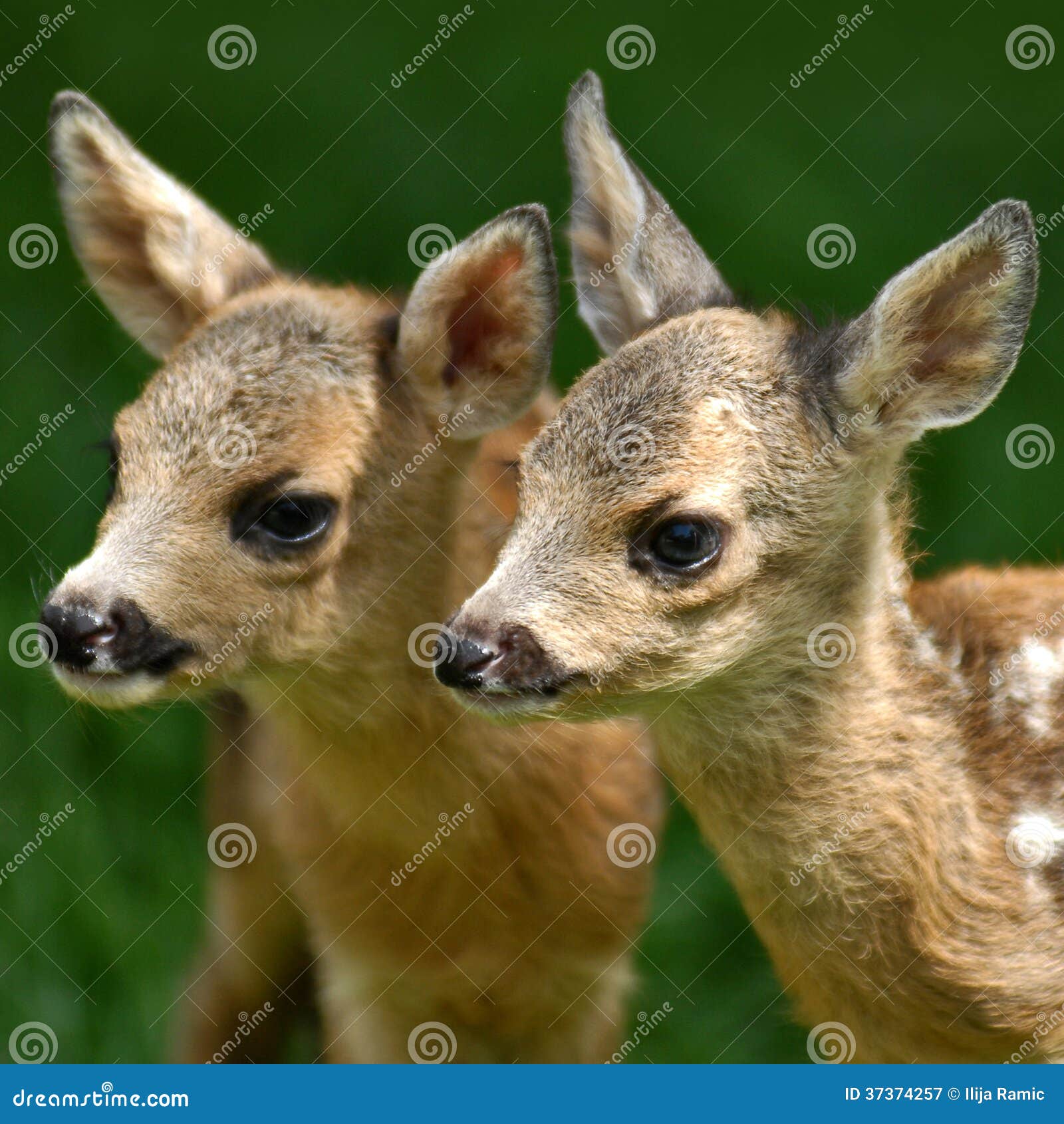 Fawns stock image. Image of mammals, head, closeup, nature - 37374257