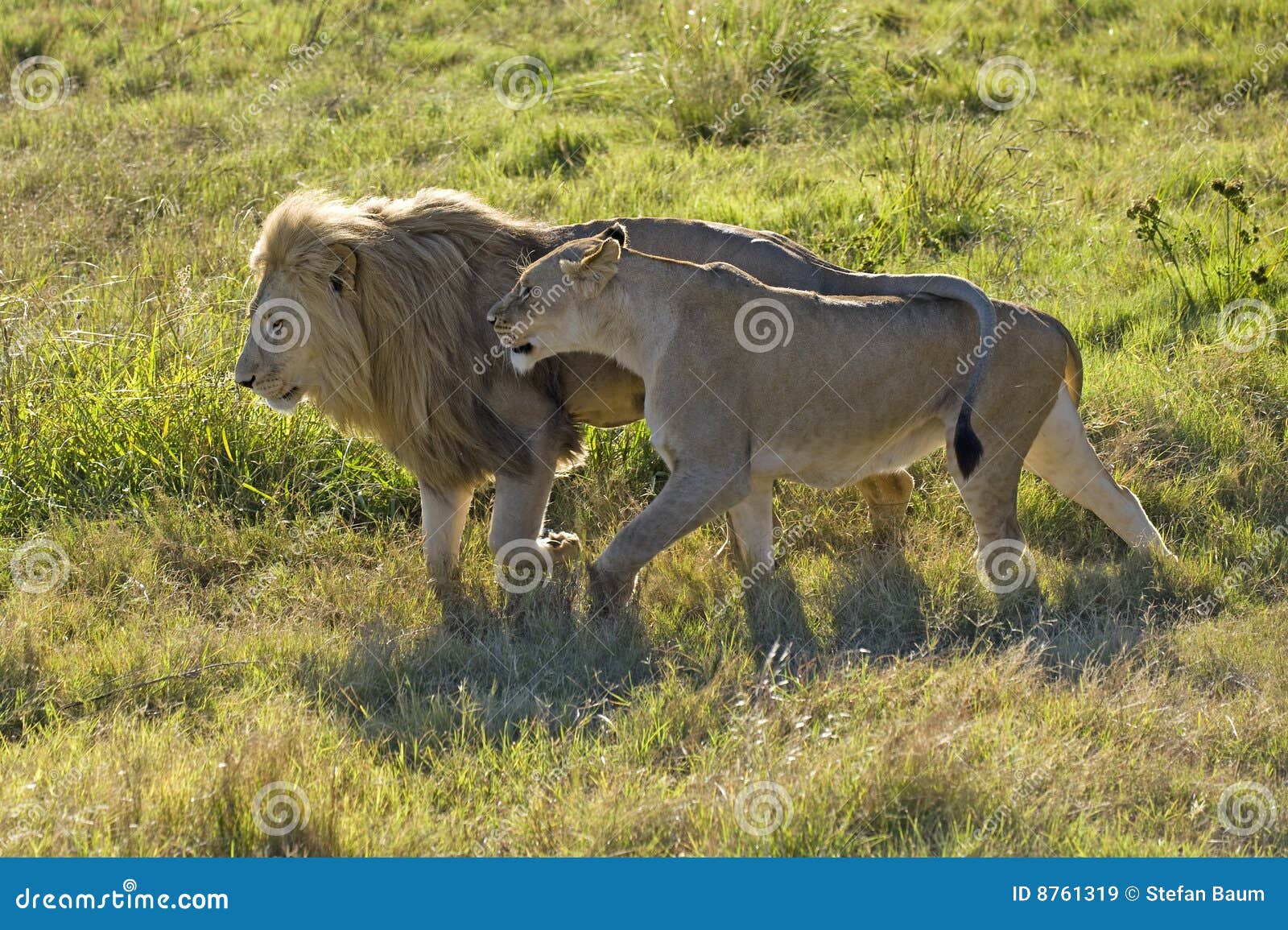 Couple stock image. Image of pair, lion, close, female - 8761319