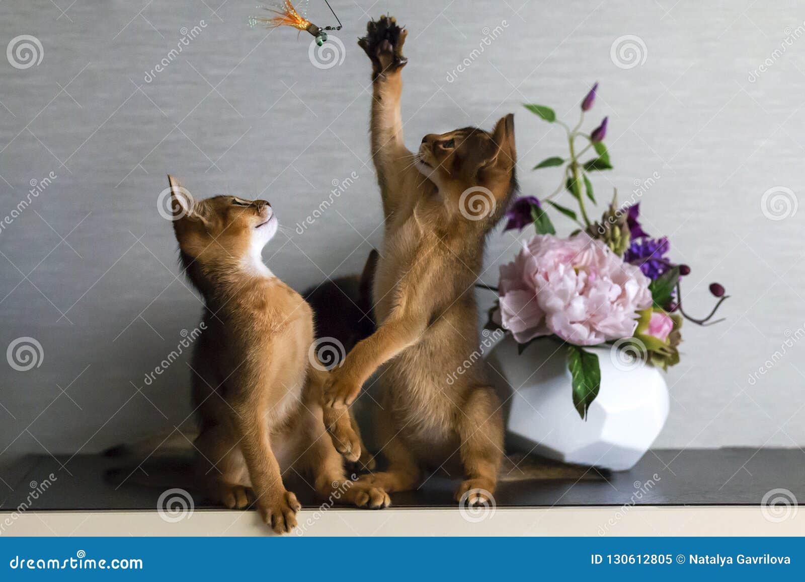 Couple of Abyssinian Kittens Playing with Each Other. Stock Image ...