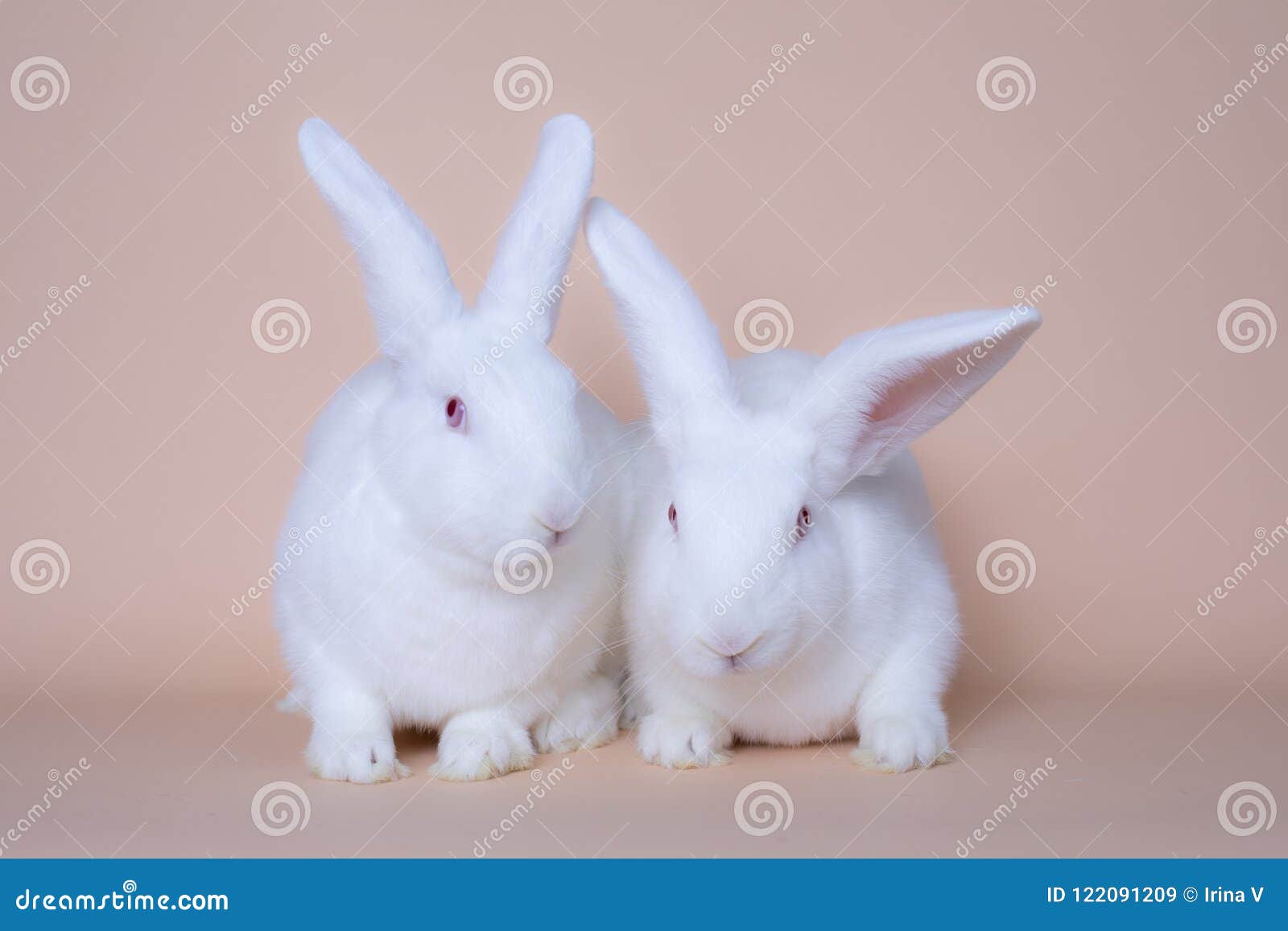 A Couple of Cute White Bunny Rabbits on a Solid Pink Background Stock ...