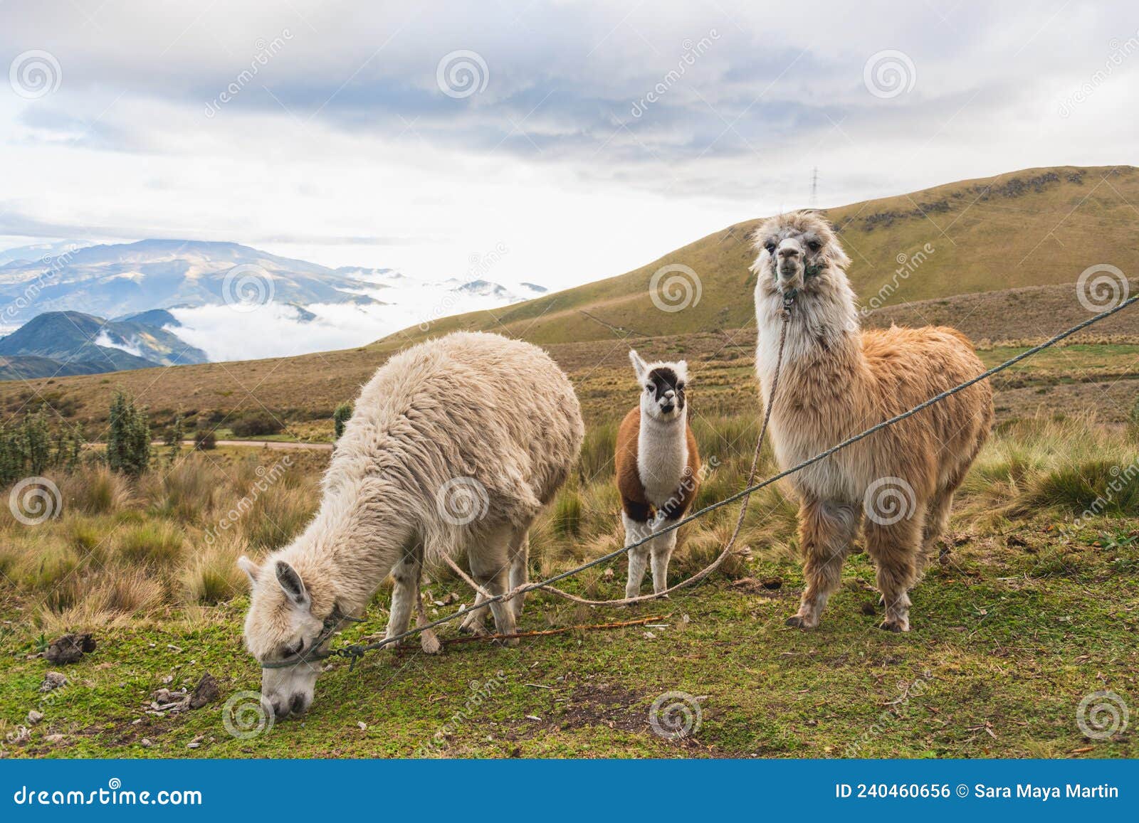 Couple of Alpacas with a Cub Stock Photo - Image of outdoors, landscape ...