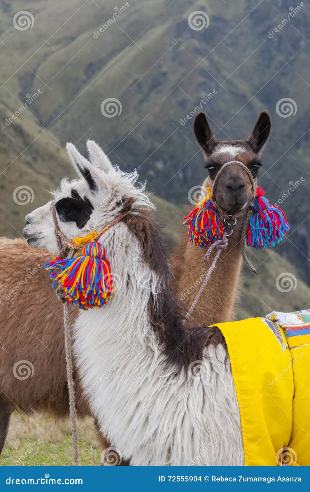 Couple alpacas stock photo. Image of furry, american - 72555904