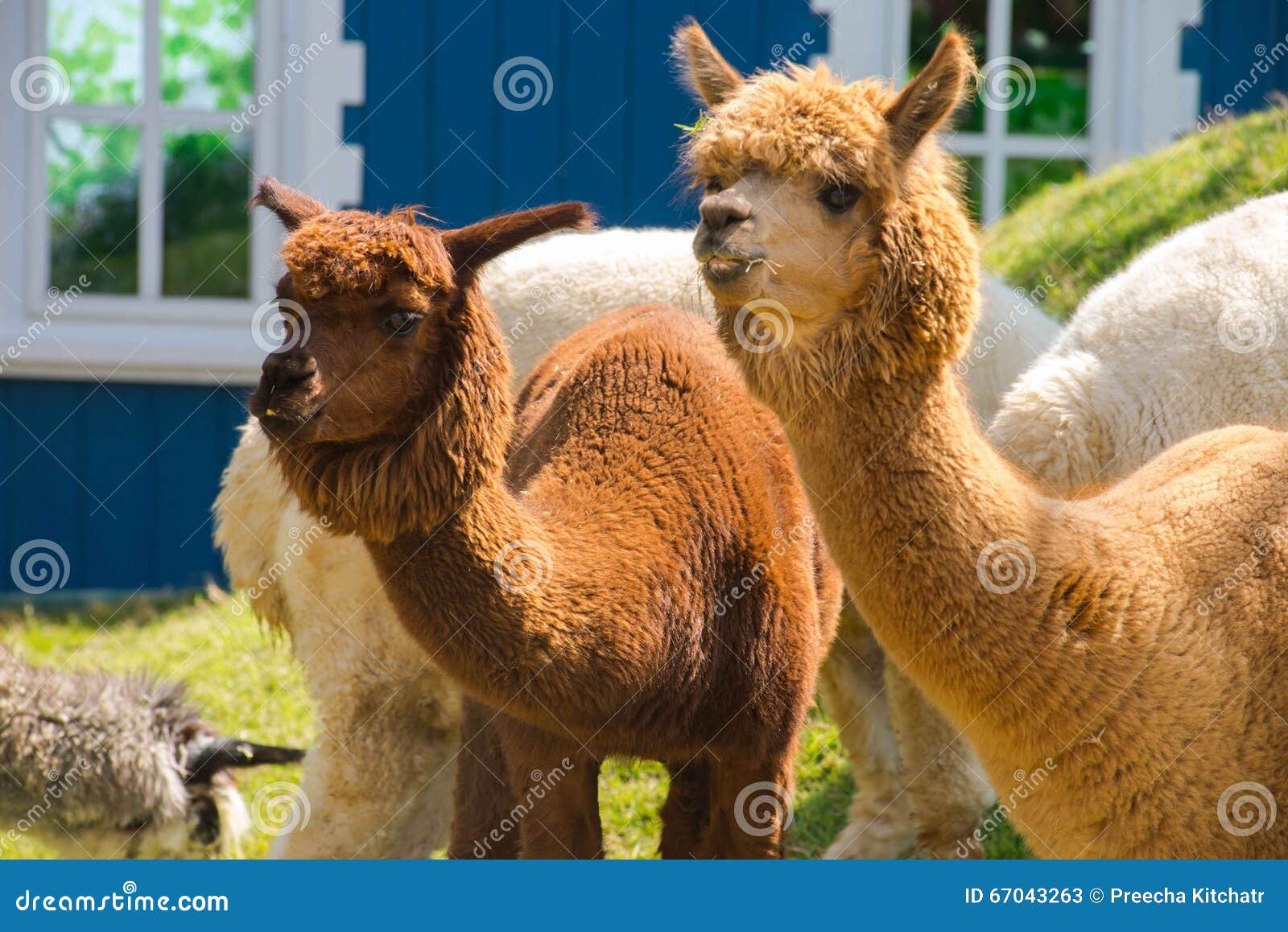 Couple alpacas stock image. Image of mammal, couple, natural - 67043263